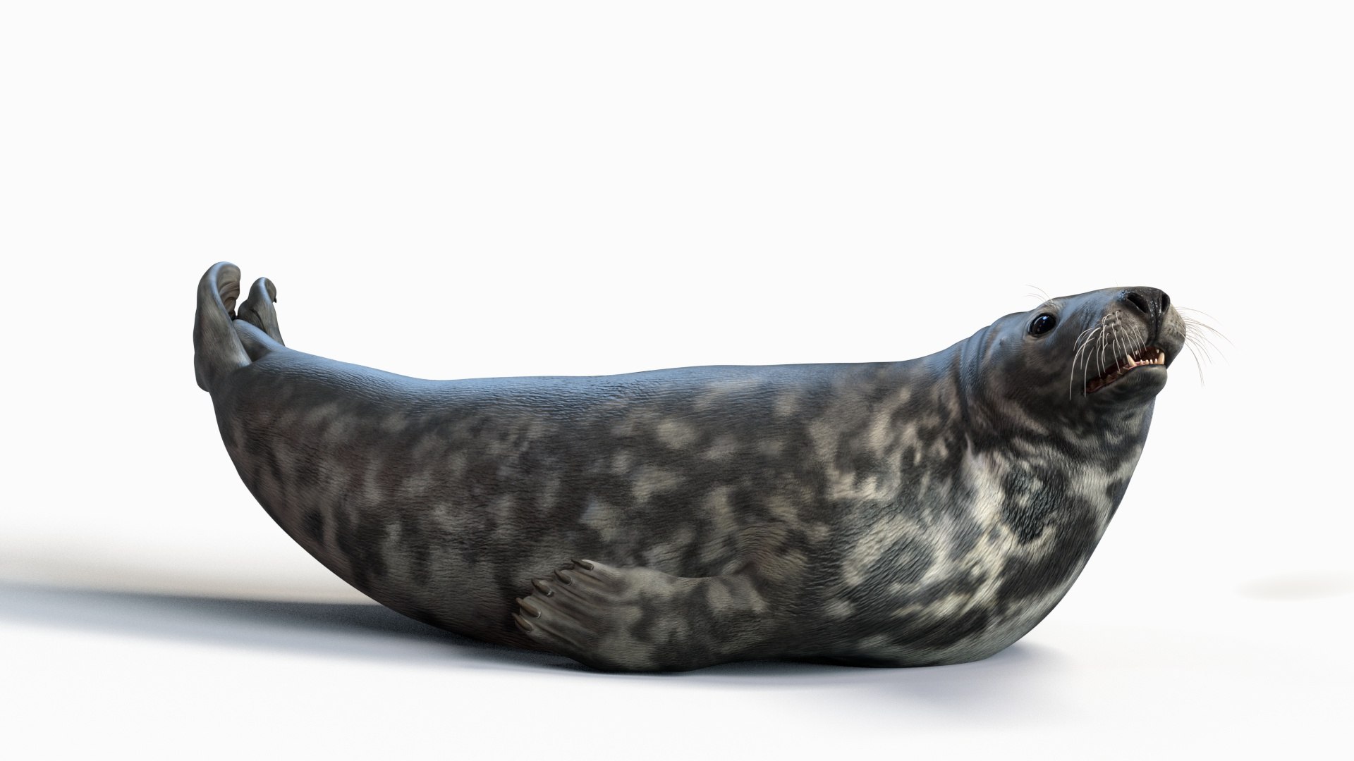 3D Grey seal Animated model - TurboSquid 2079075