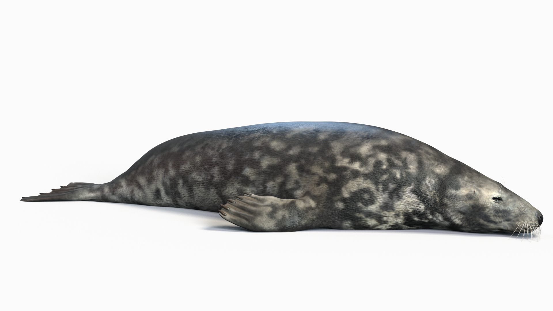 3D Grey Seal Animated Model - TurboSquid 2079075