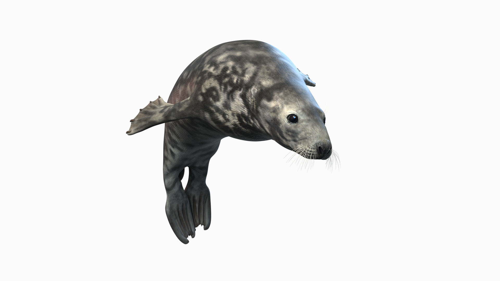 3D Grey Seal Animated Model - TurboSquid 2079075