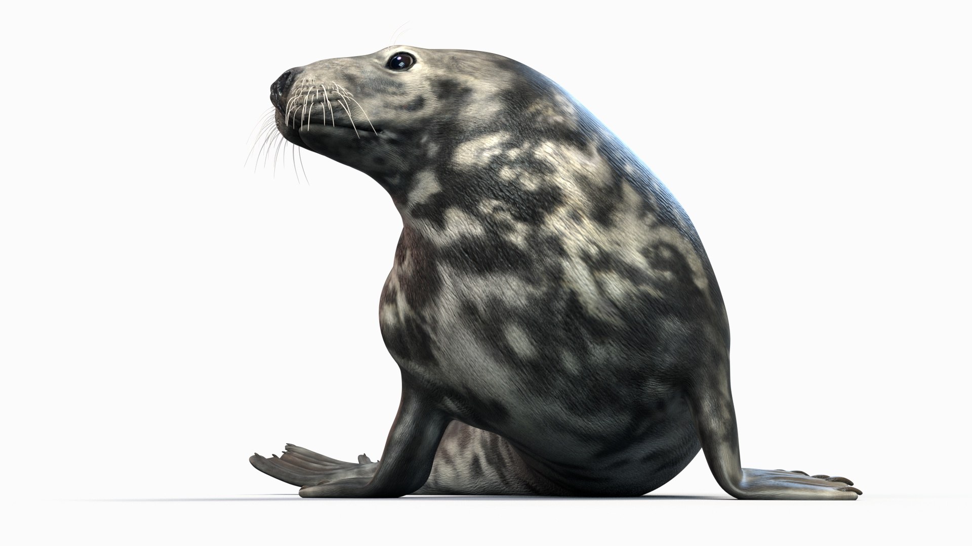 3D Grey Seal Animated Model - TurboSquid 2079075