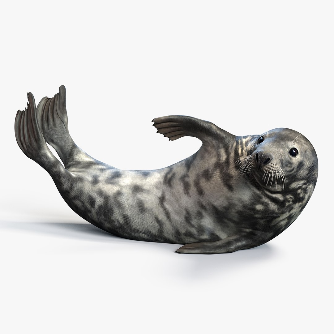 3D Grey seal Animated model - TurboSquid 2079075