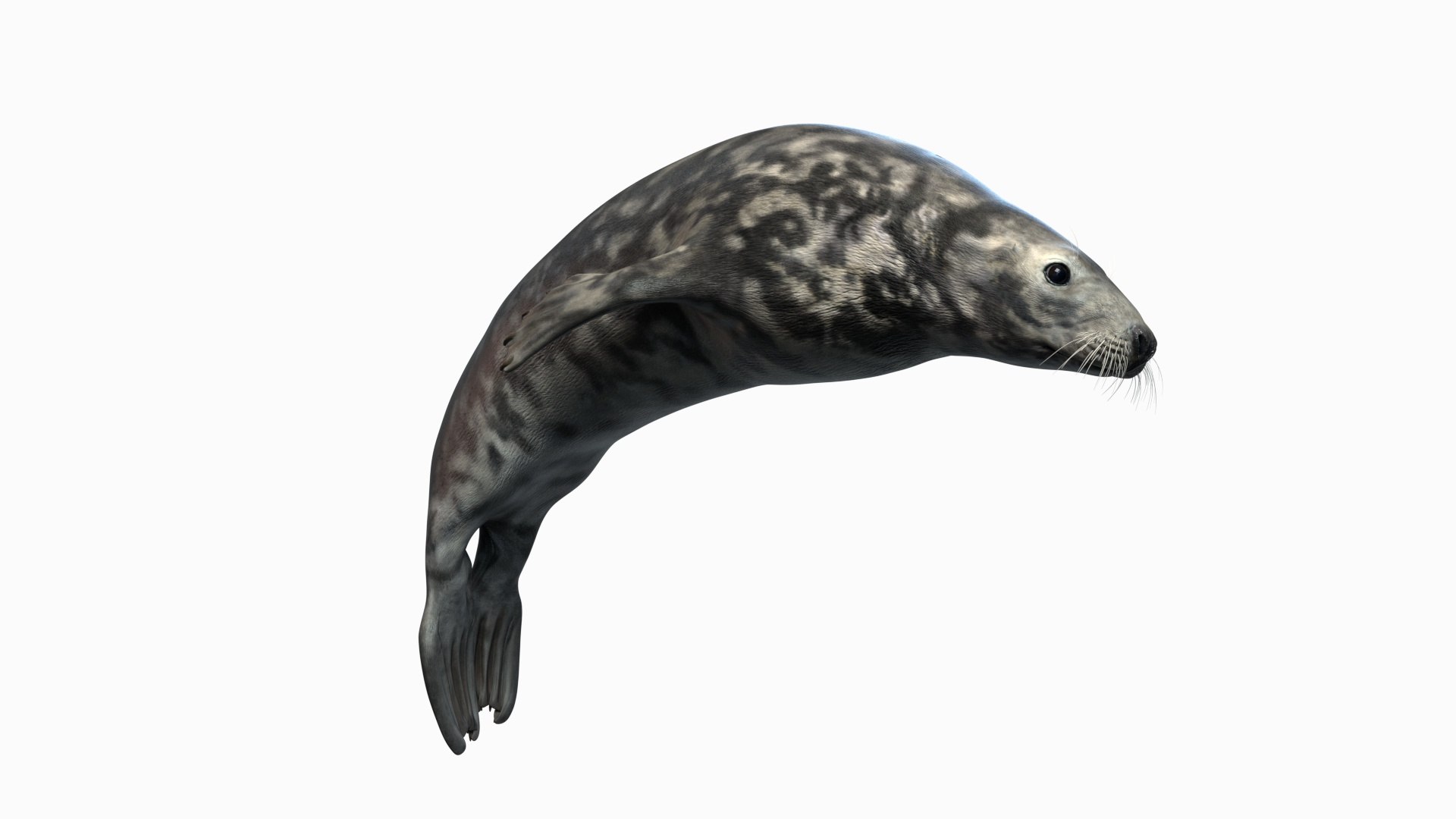 3D Grey Seal Animated Model - TurboSquid 2079075