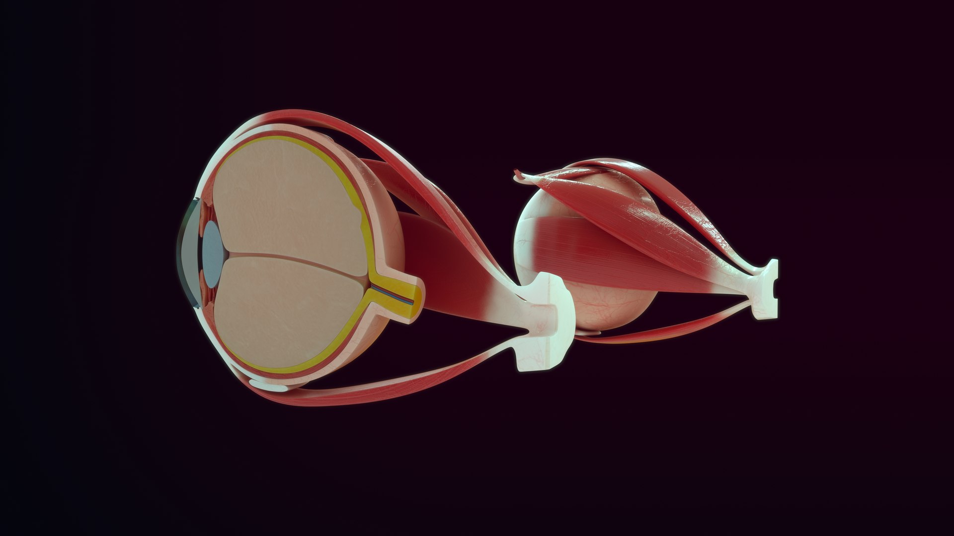 3D Model Human Eye - TurboSquid 2187105