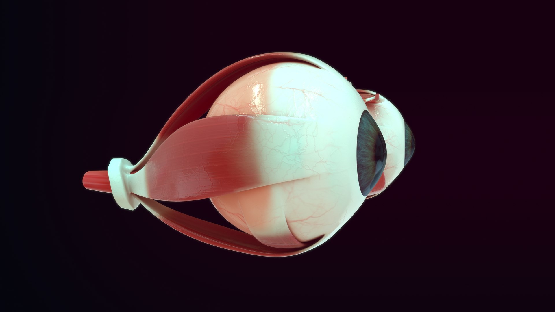 3D Model Human Eye - TurboSquid 2187105