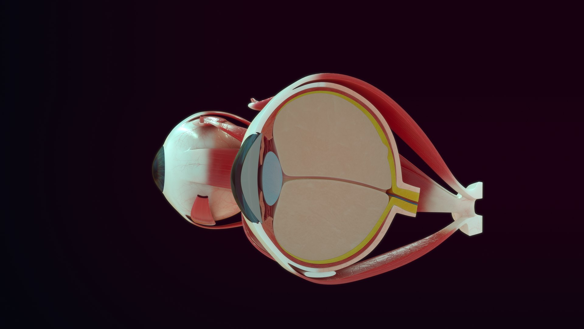 3D Model Human Eye - TurboSquid 2187105