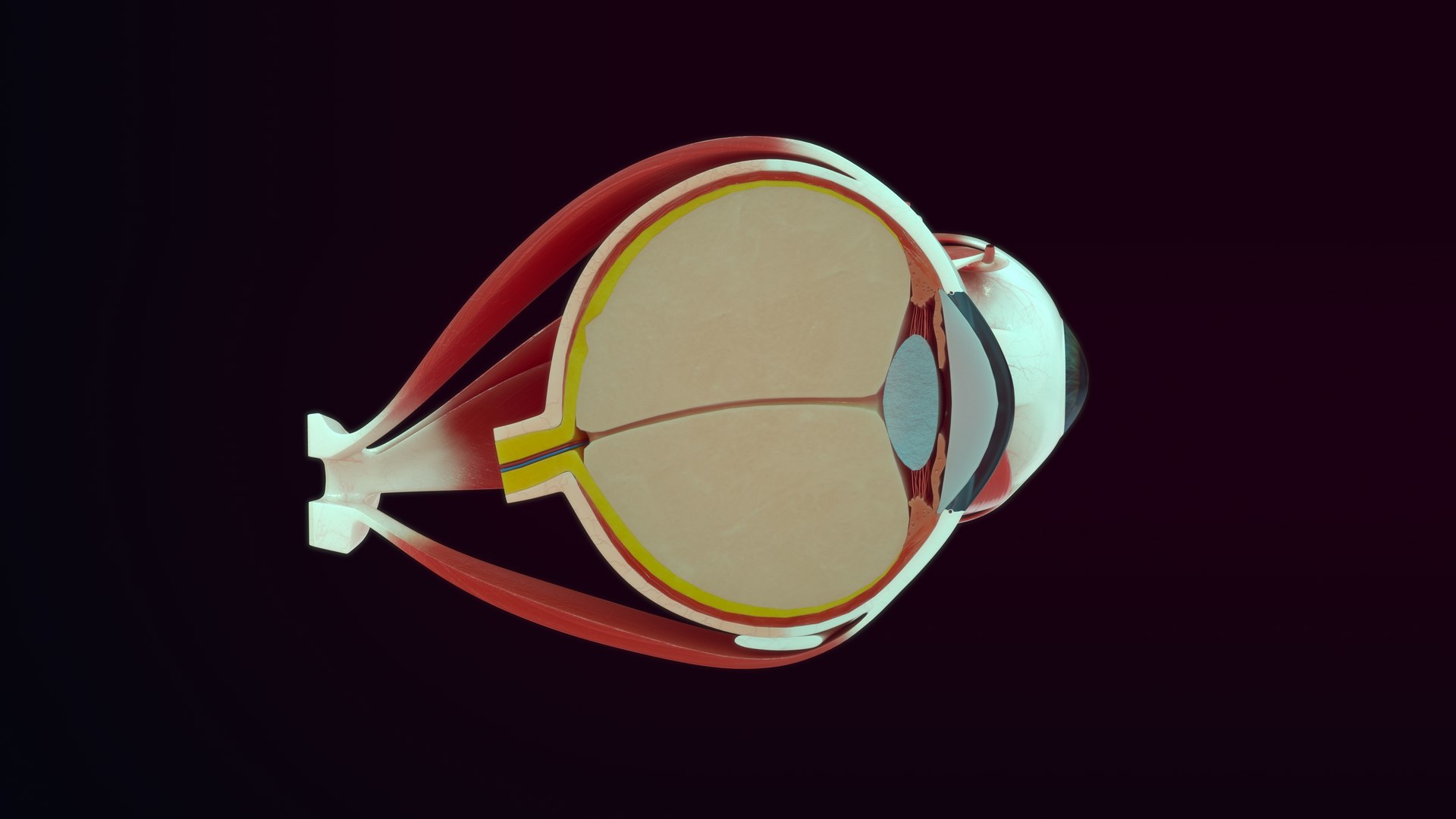 3D Model Human Eye - TurboSquid 2187105