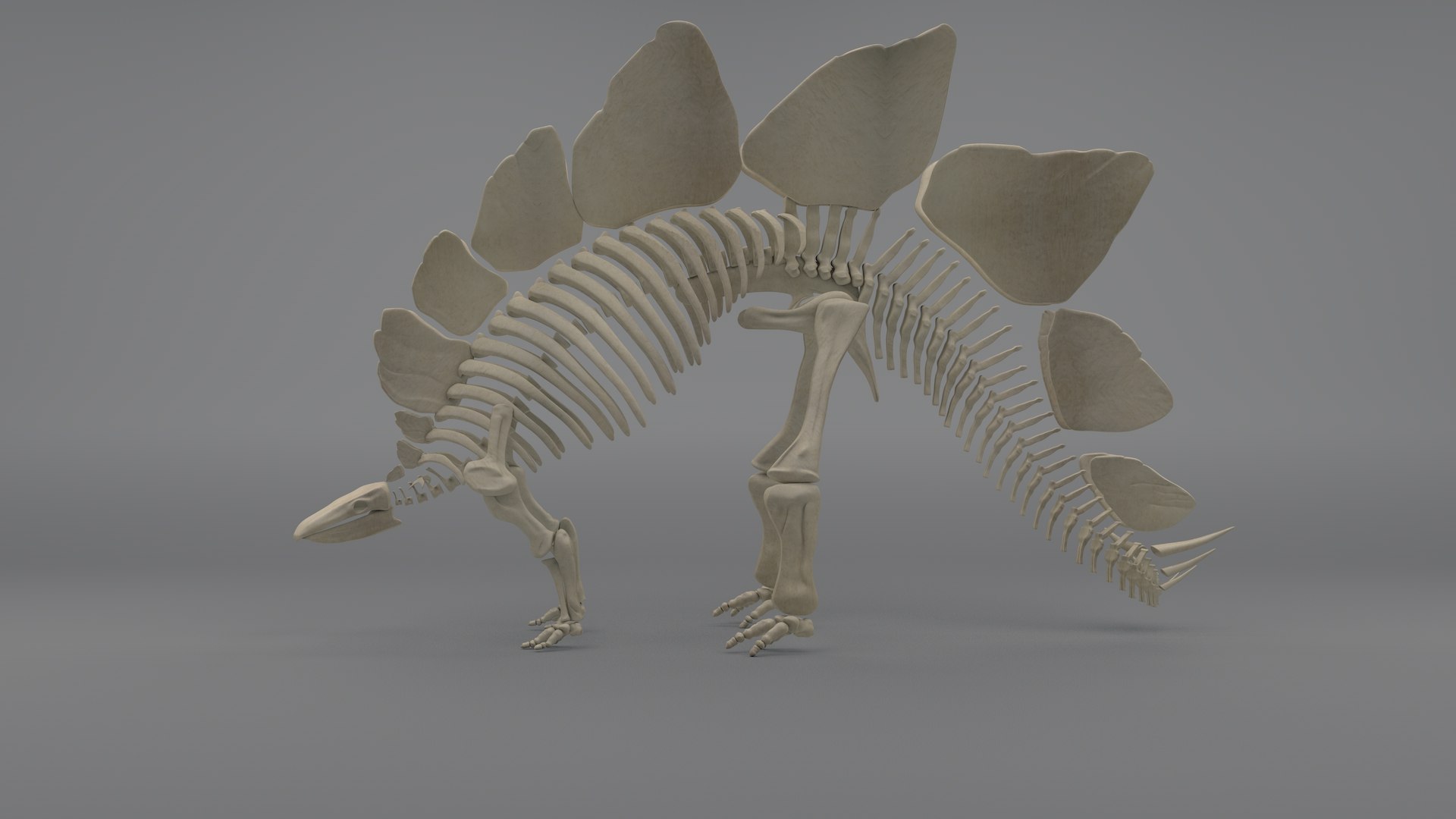 3D Fossil Nature Animal Model - TurboSquid 1614728