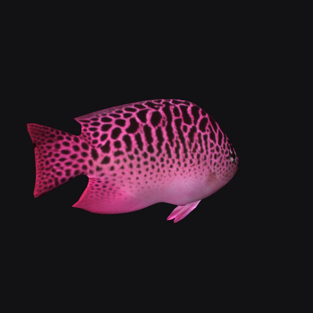 Ocean Fish 3D - TurboSquid 1244964