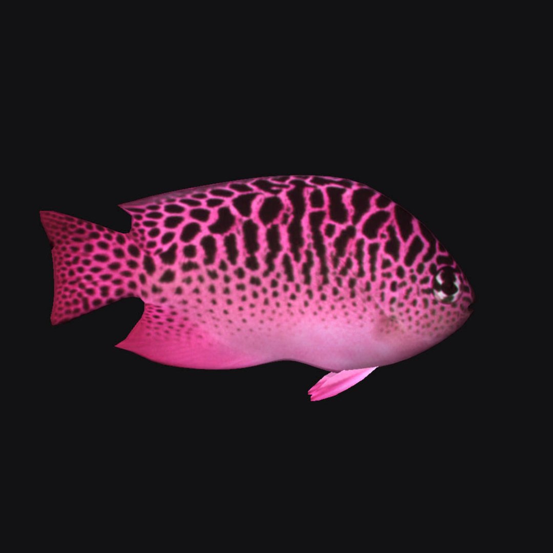 Ocean Fish 3D - TurboSquid 1244964