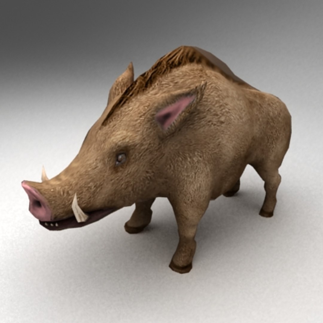 Wild Boar 3d Model
