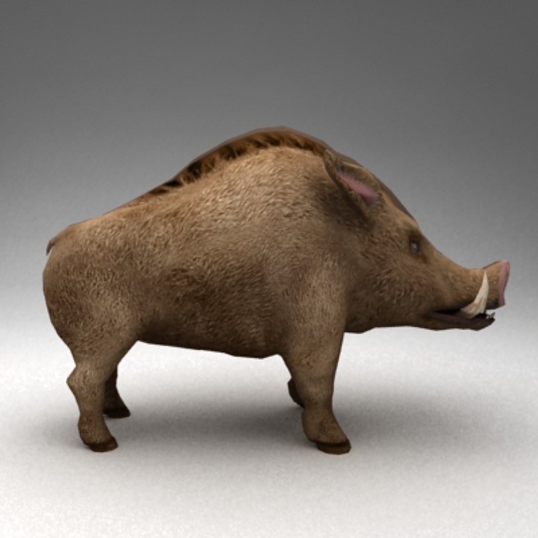 Wild Boar 3d Model