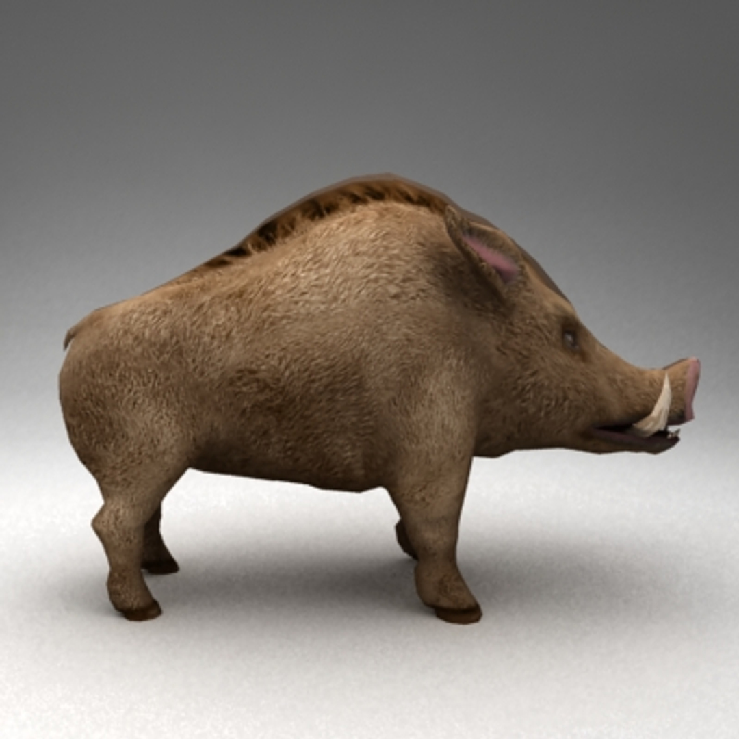 wild boar 3d model