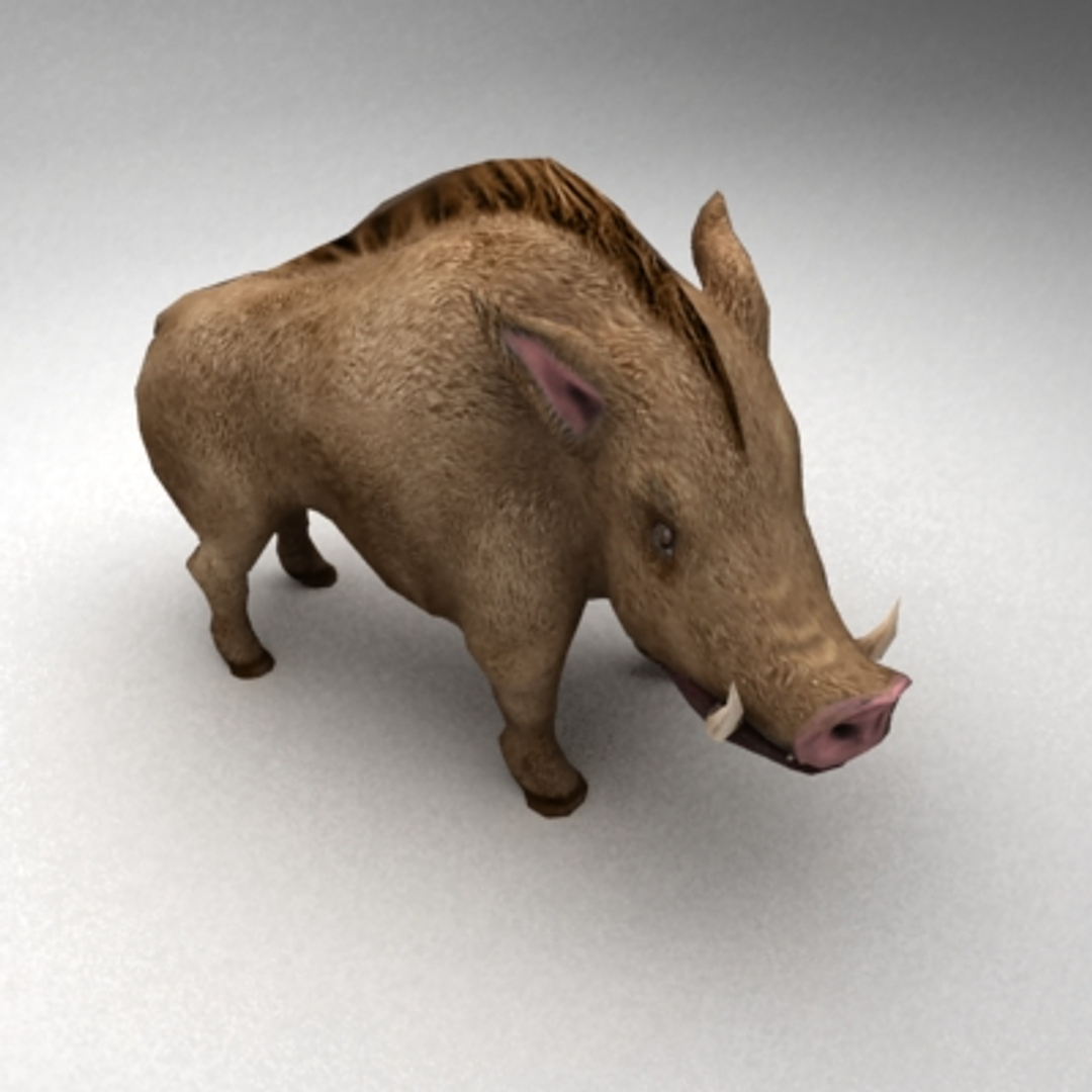 wild boar 3d model