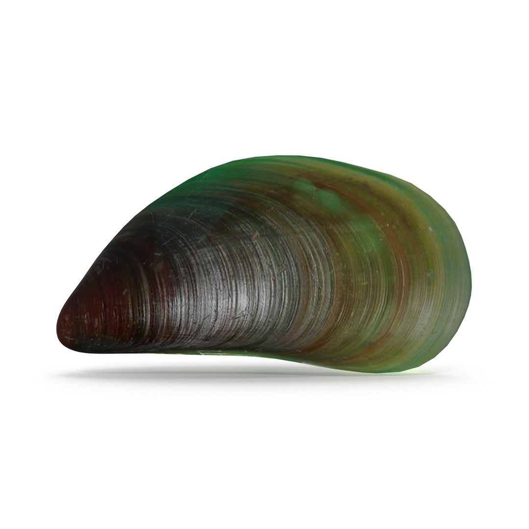 3D Mussel Pbr Model - TurboSquid 1233490