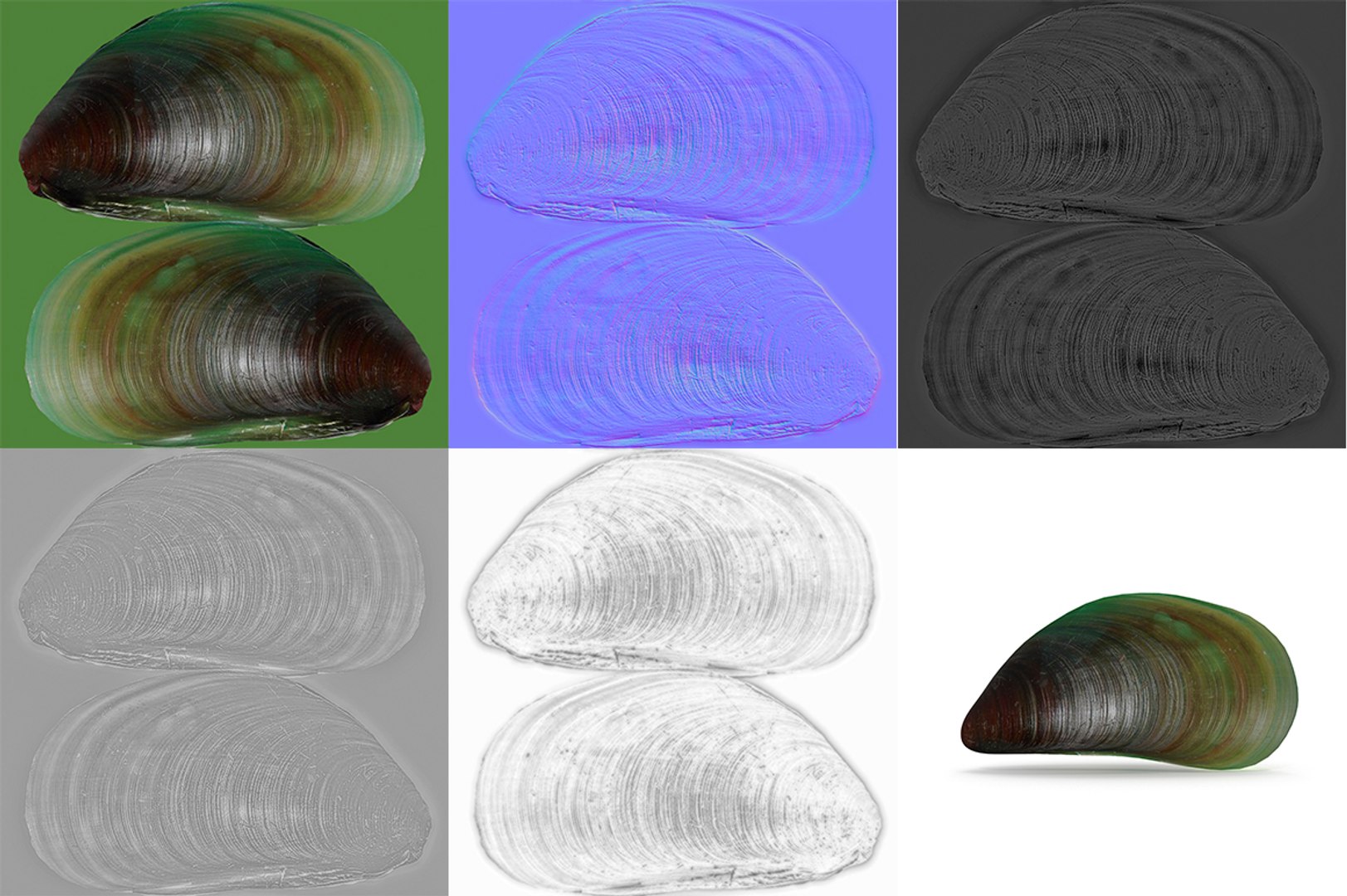 3D Mussel Pbr Model - TurboSquid 1233490