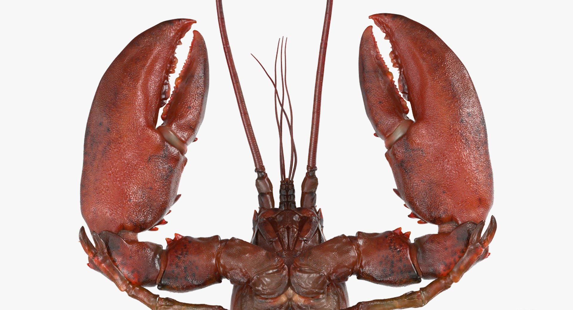 3d Max Lobster Fur