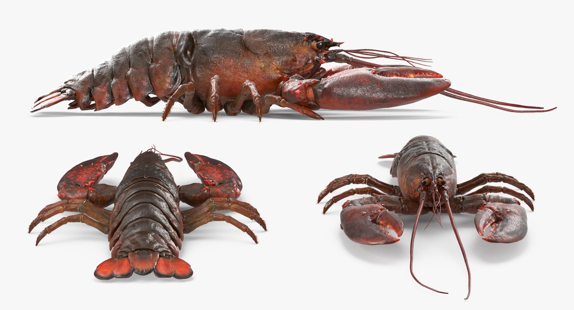 3d Max Lobster Fur