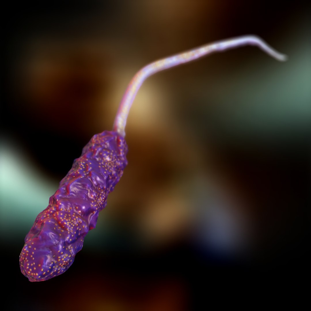 Max Vibrio Bacteria