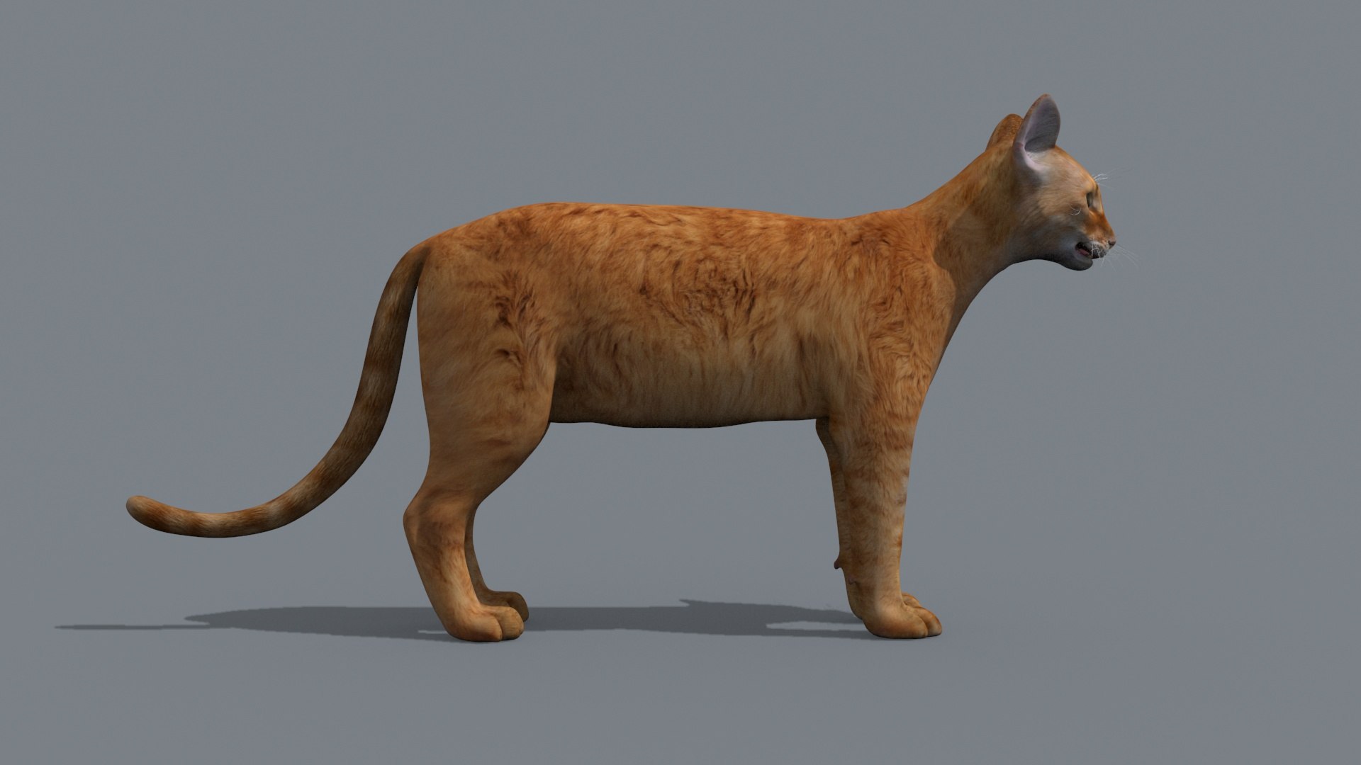 My Cat 8K - 3d Animated Model 3D Model - TurboSquid 2042948