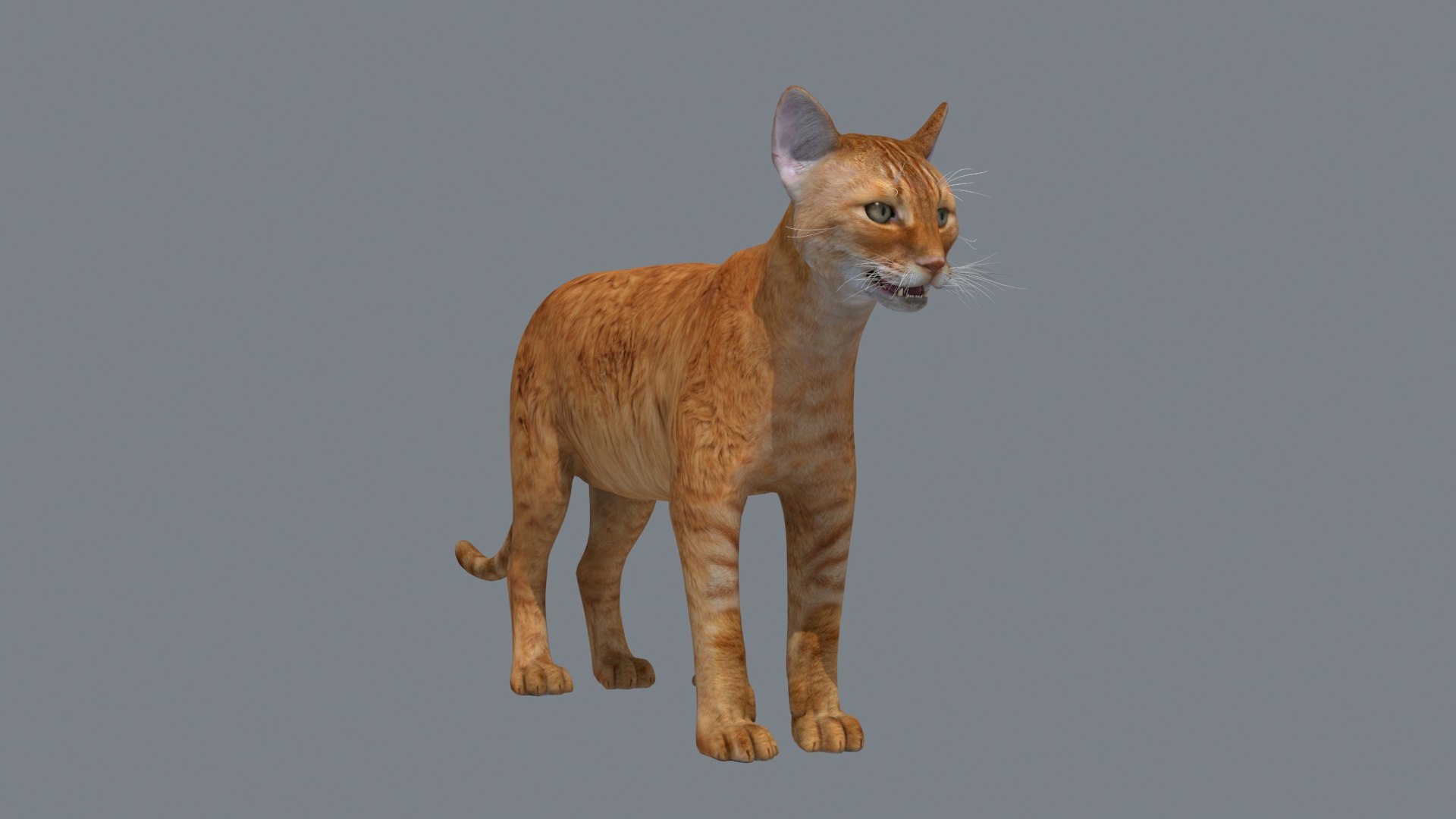 My Cat 8K - 3d Animated Model 3D Model - TurboSquid 2042948
