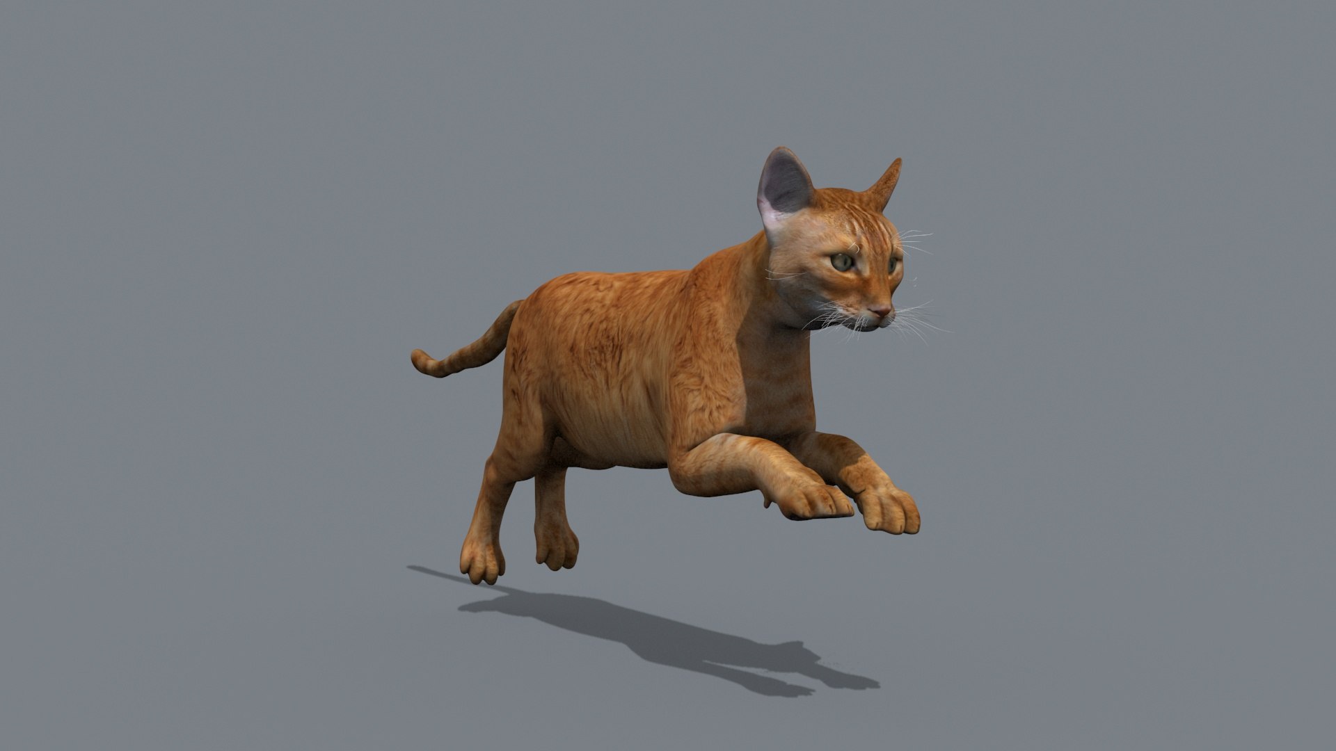 My Cat 8K - 3d Animated Model 3D Model - TurboSquid 2042948