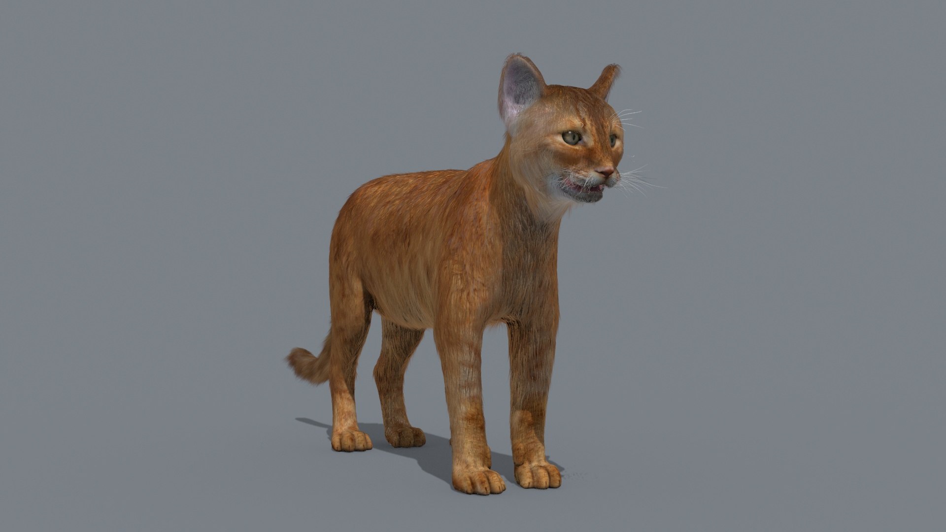 My Cat 8K - 3d Animated Model 3D Model - TurboSquid 2042948