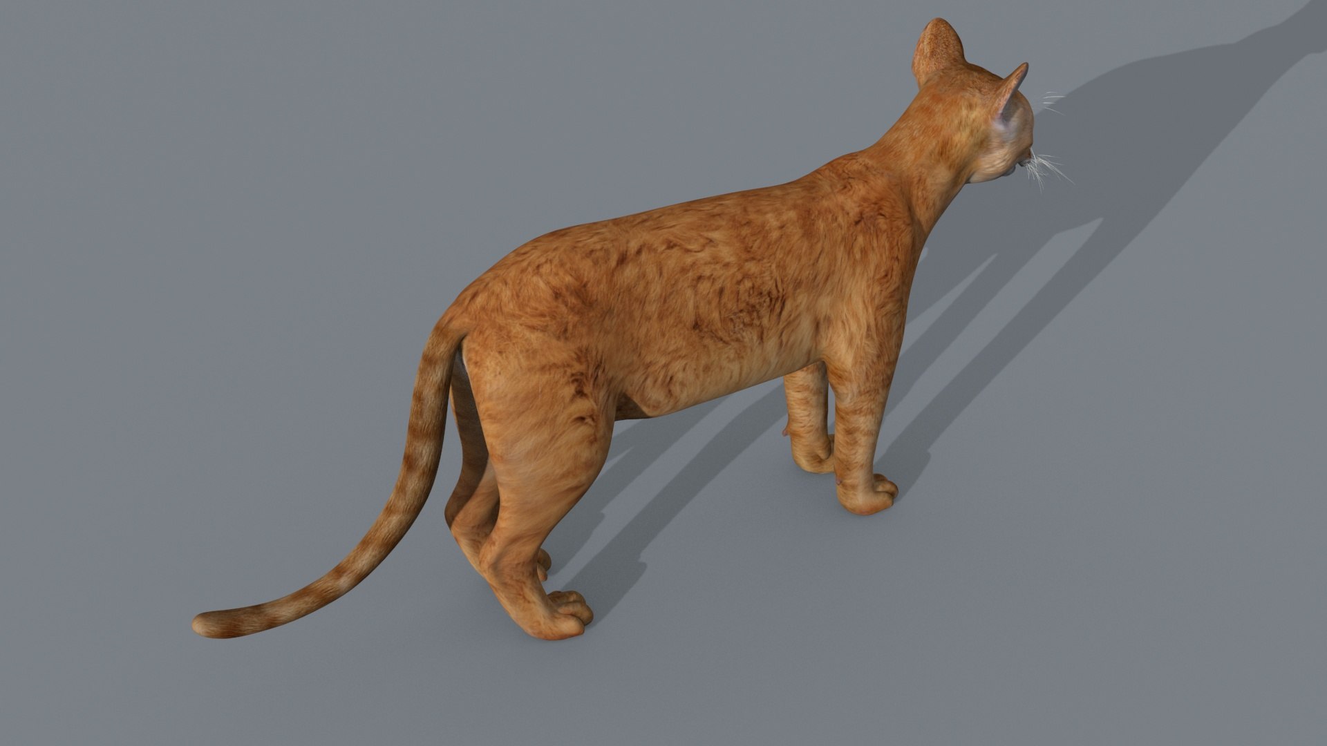 My Cat 8K - 3d Animated Model 3D Model - TurboSquid 2042948