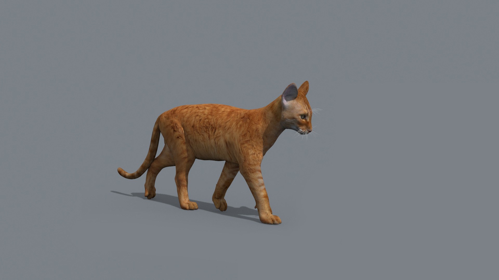 My Cat 8K - 3d Animated Model 3D Model - TurboSquid 2042948