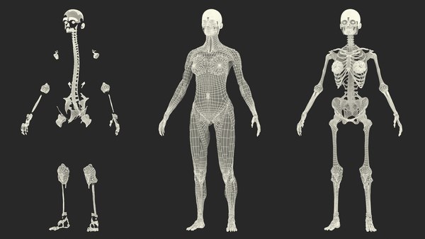 3D female musculoskeletal anatomy skeleton model - TurboSquid 1608813