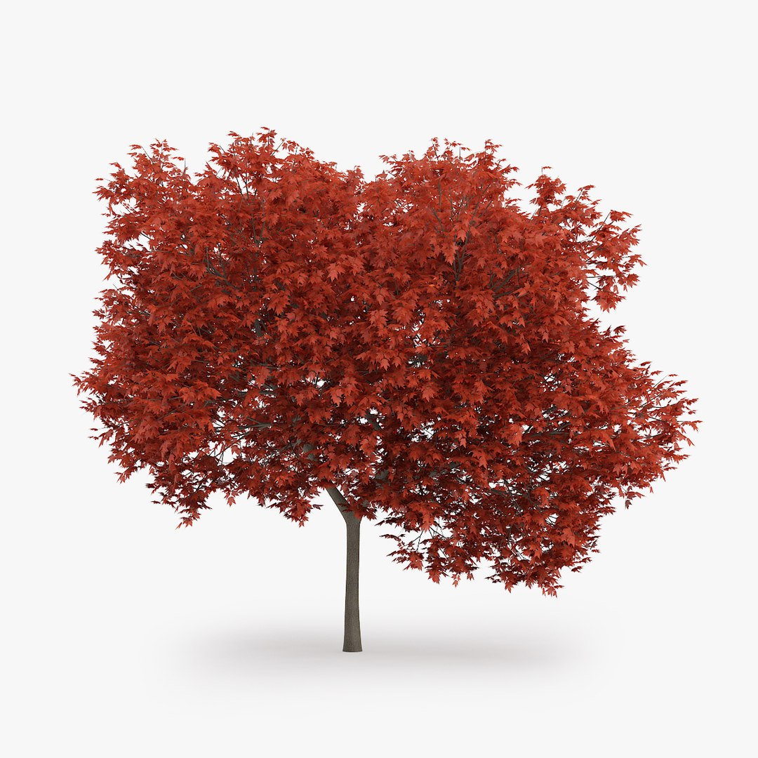 Red Maple Tree 7 3d Model