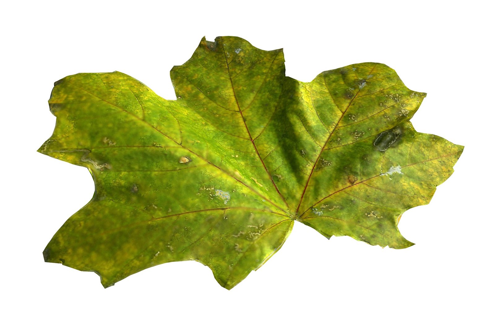 Autumn leaves scan pack 3D model - TurboSquid 1340461