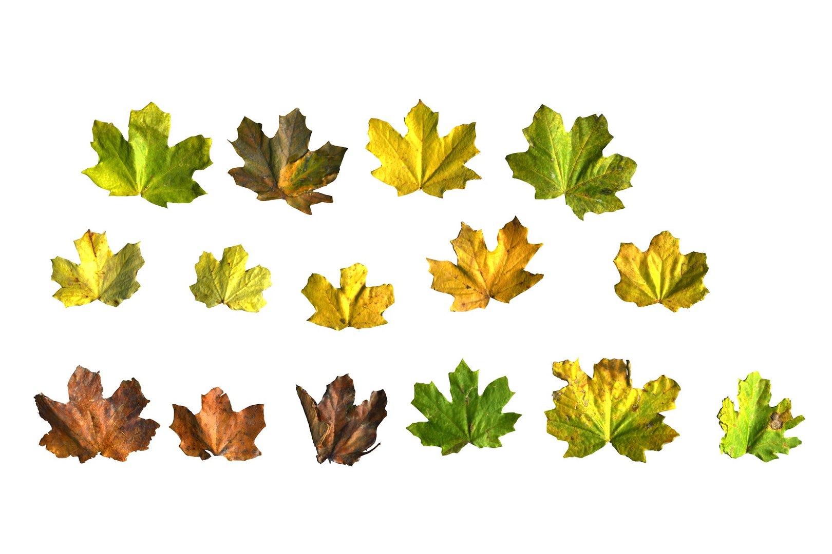 Autumn leaves scan pack 3D model - TurboSquid 1340461