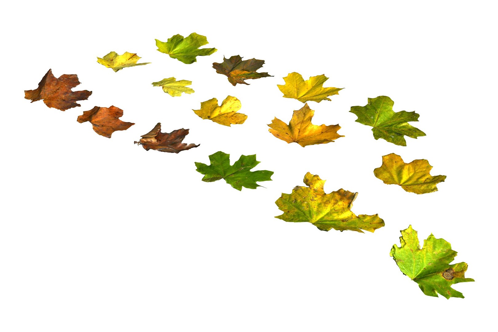Autumn leaves scan pack 3D model - TurboSquid 1340461