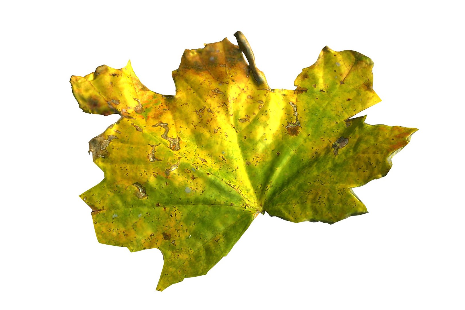 Autumn leaves scan pack 3D model - TurboSquid 1340461
