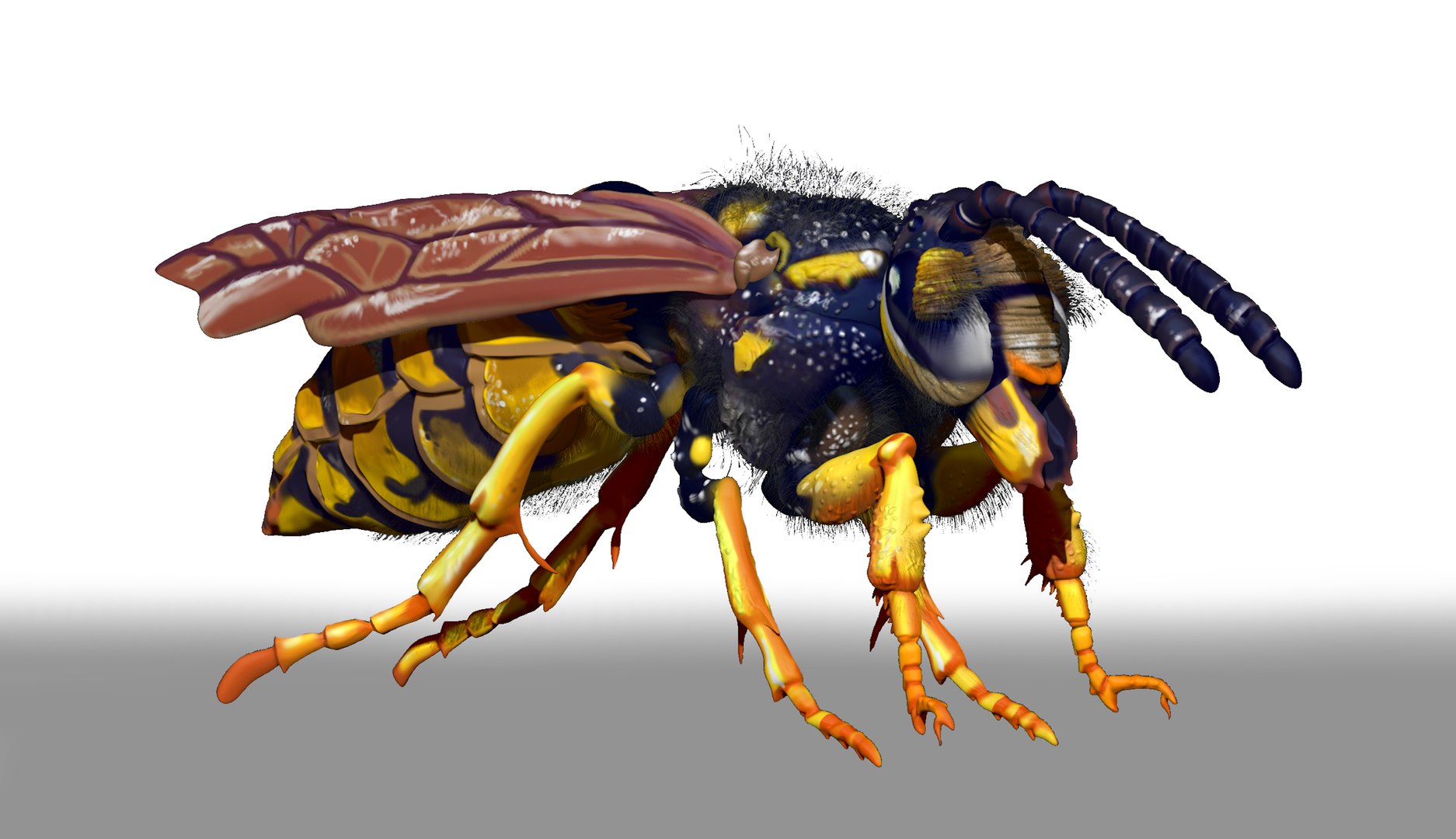3D wasp insect bug model - TurboSquid 1679022