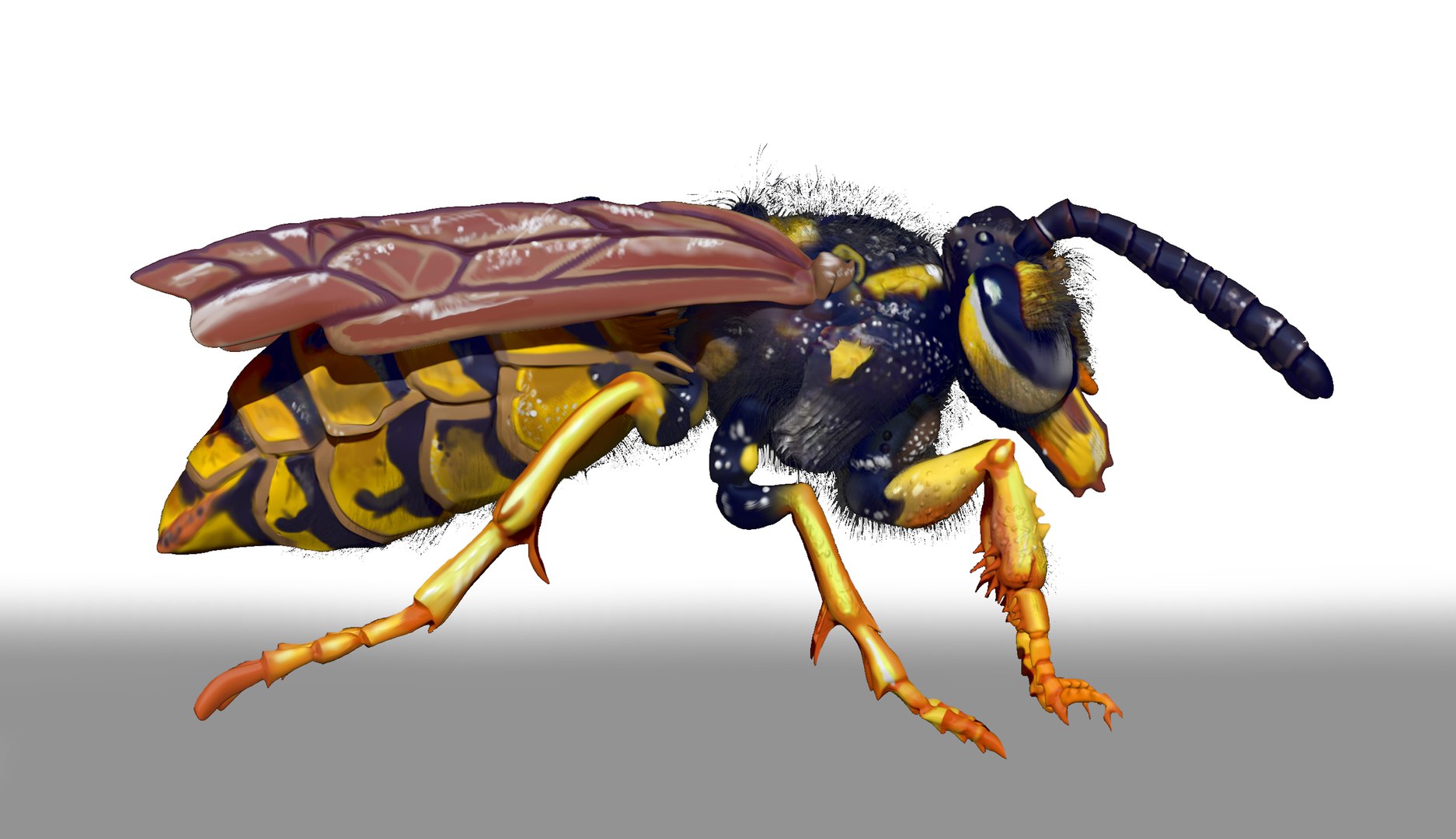 3D wasp insect bug model - TurboSquid 1679022