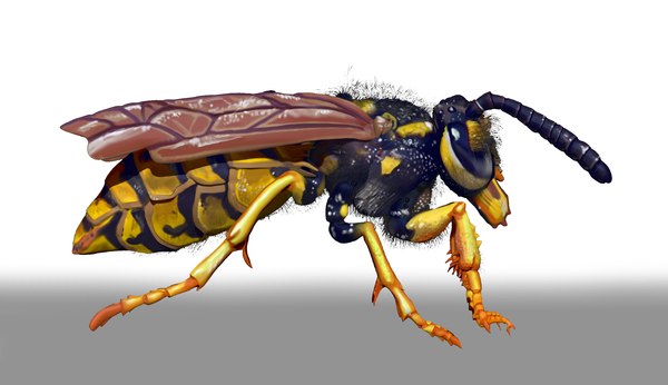 Wasp 3D Models for Download | TurboSquid