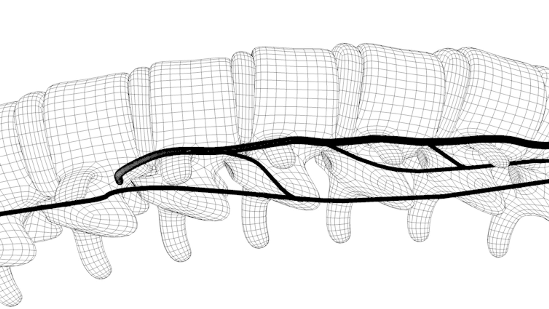 3D Spine Compression Nerve Model - TurboSquid 1196483
