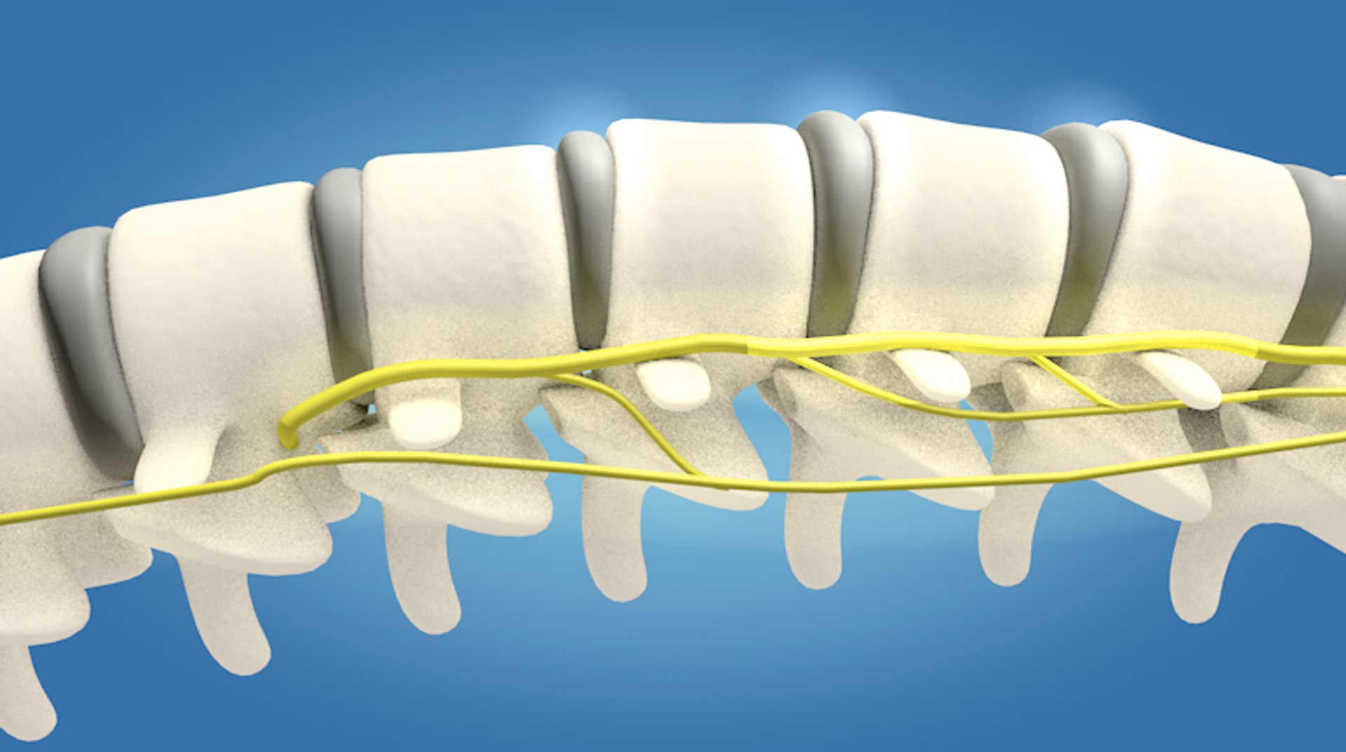3D Spine Compression Nerve Model - TurboSquid 1196483