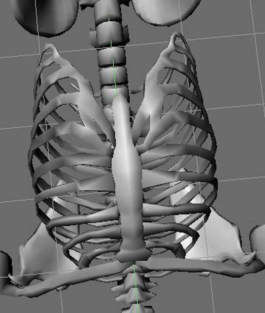 Skeleton 3d Model