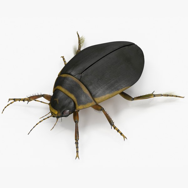 modelo 3d Insecto Escarabajo Acuático Marrón Preparado para Cinema 4D ...