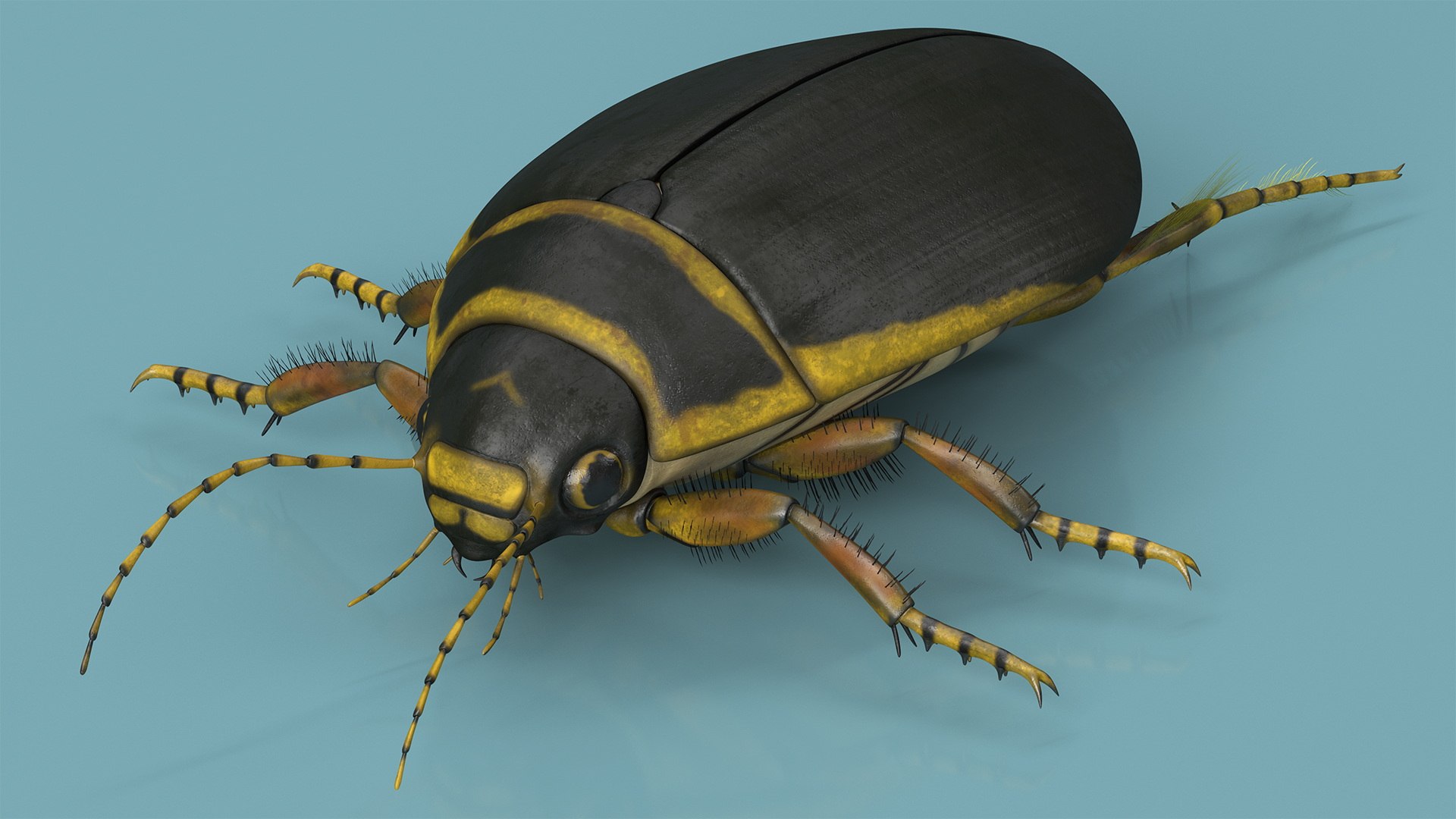 3D Insect Water Beetle Brown Rigged For Cinema 4D Model - TurboSquid ...