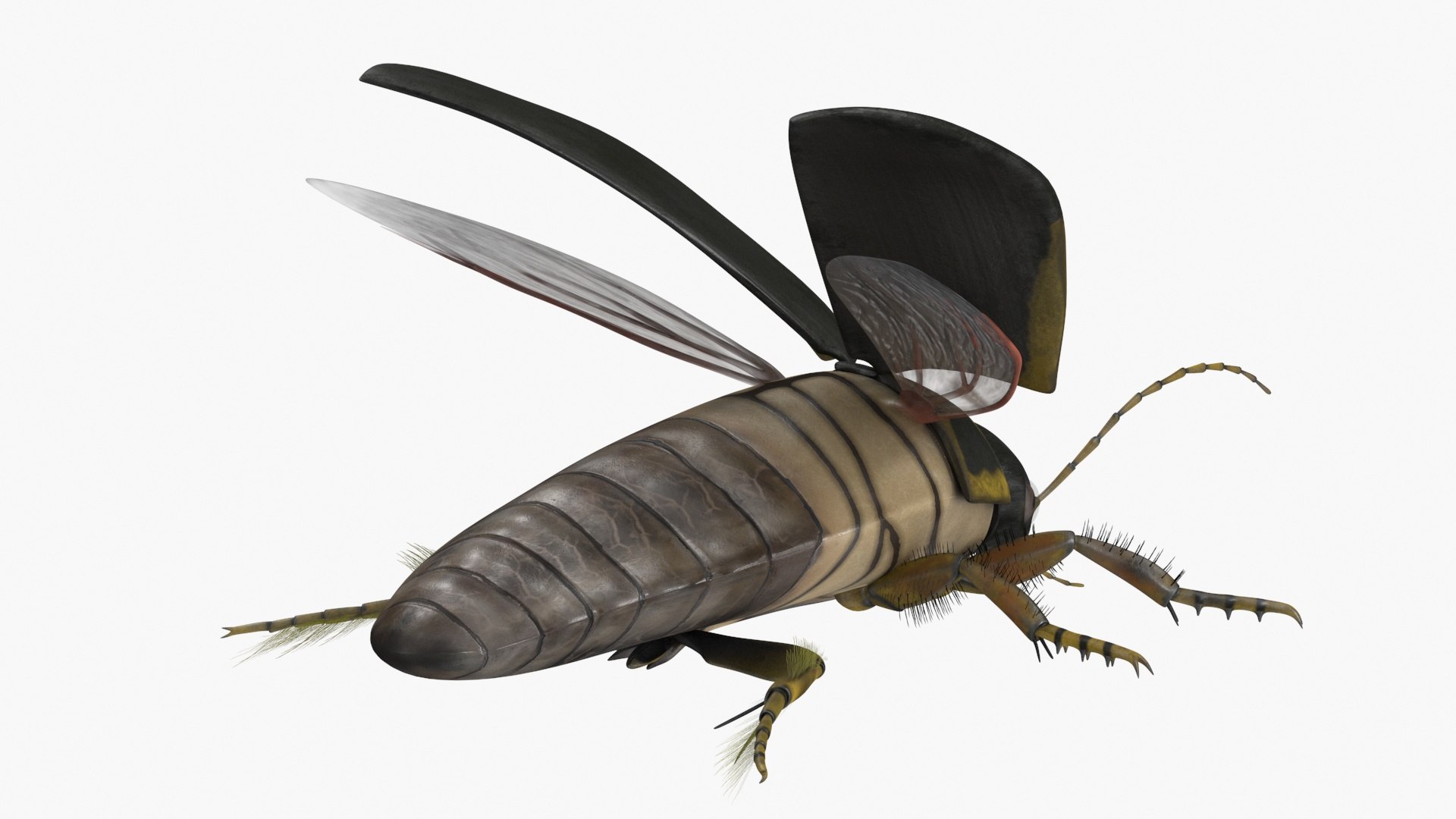 3D Insect Water Beetle Brown Rigged For Cinema 4D Model - TurboSquid ...