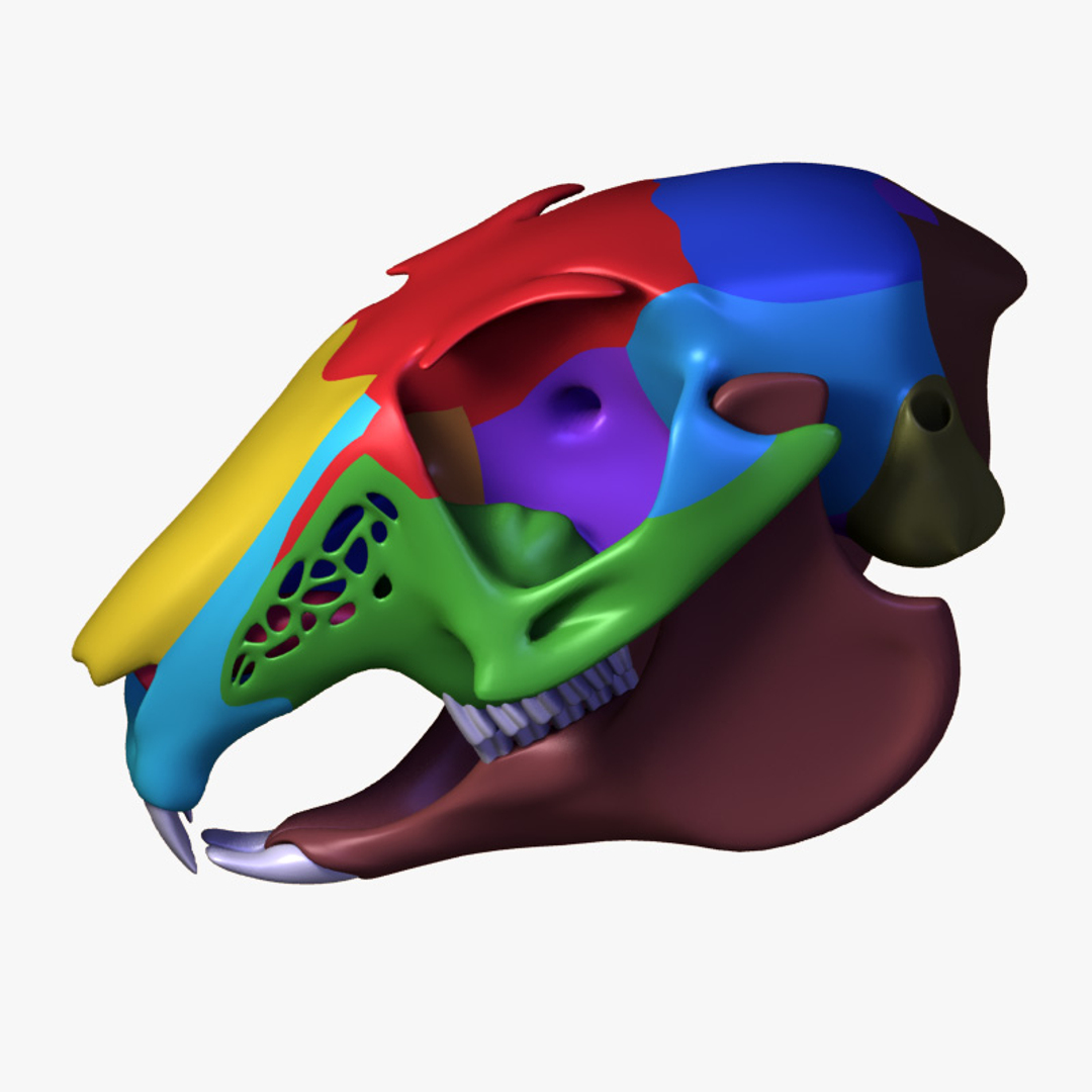 3ds Max Rabbit Skull