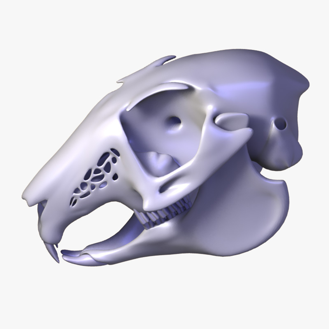 3ds Max Rabbit Skull
