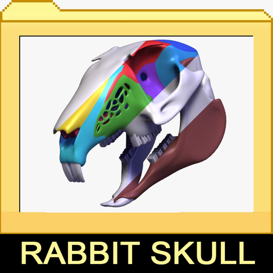 3ds Max Rabbit Skull