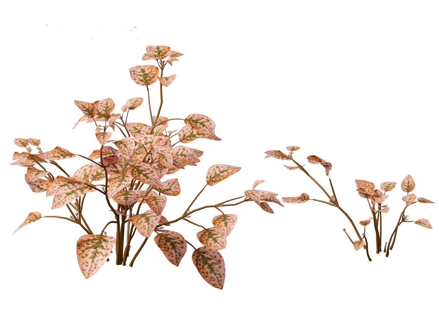 3D Hypoestes Phyllostachya -polka Dot Plant - TurboSquid 2136836