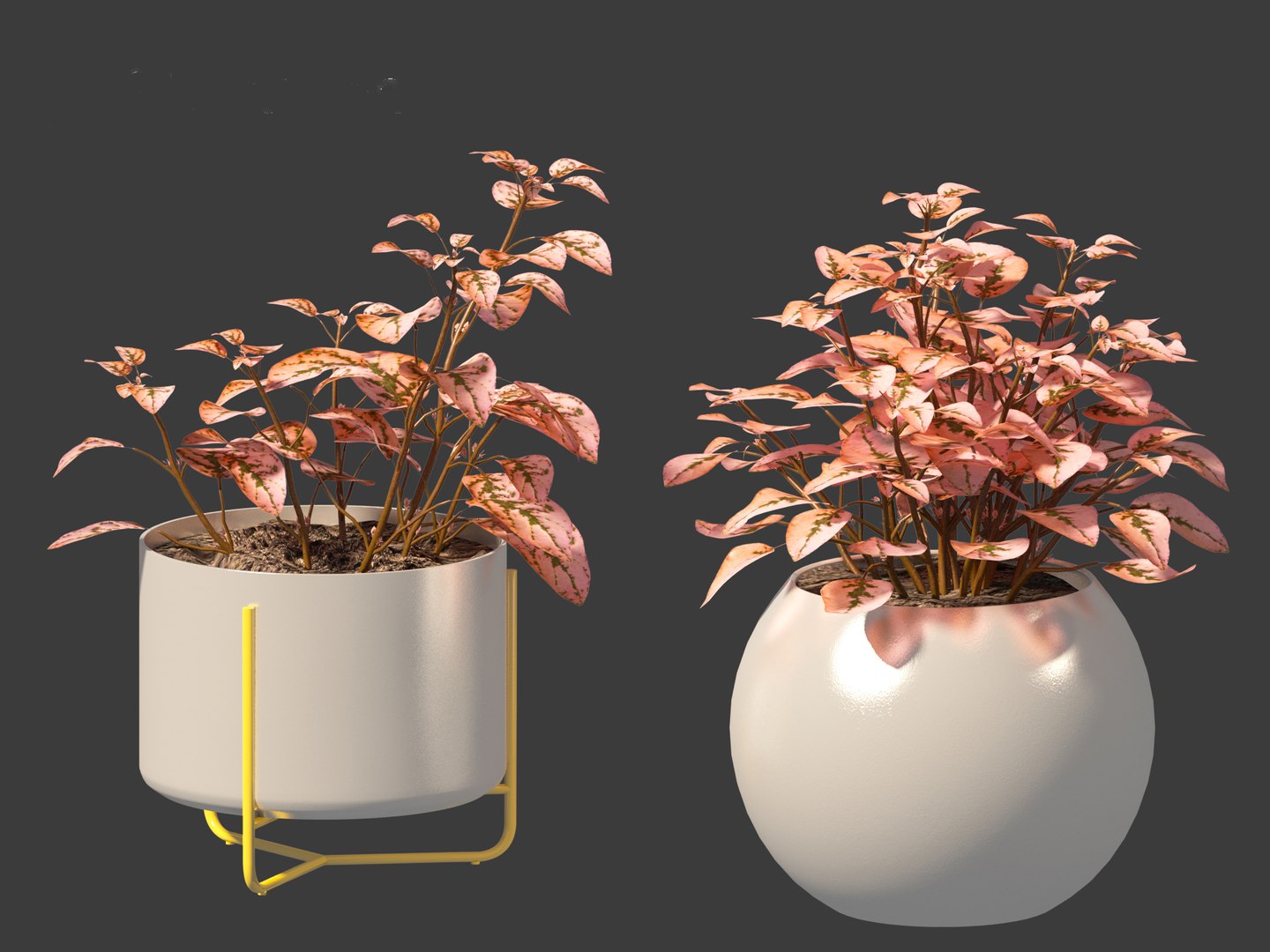 3D Hypoestes Phyllostachya -polka Dot Plant - TurboSquid 2136836