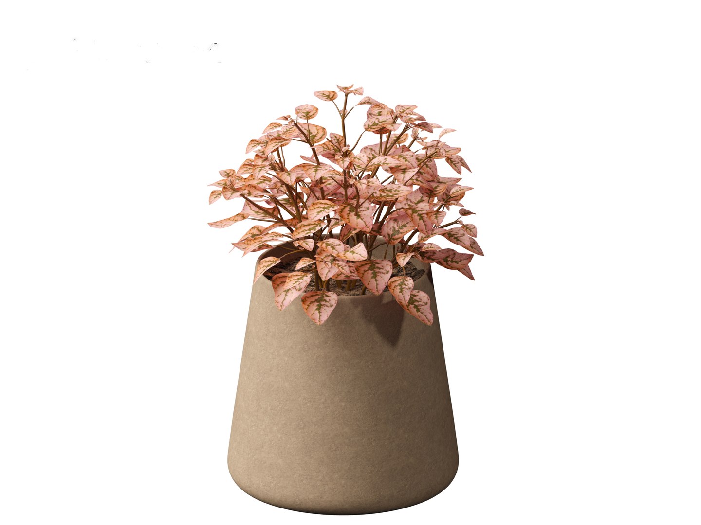 3D Hypoestes Phyllostachya -polka Dot Plant - TurboSquid 2136836