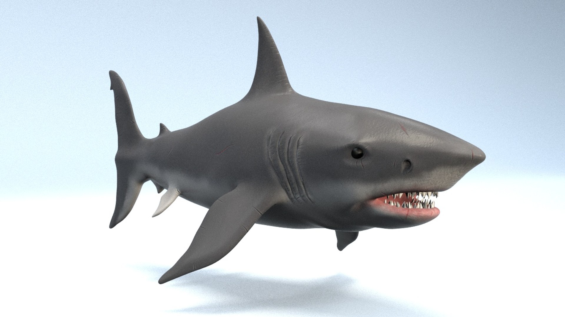 White Shark Model - TurboSquid 1729572